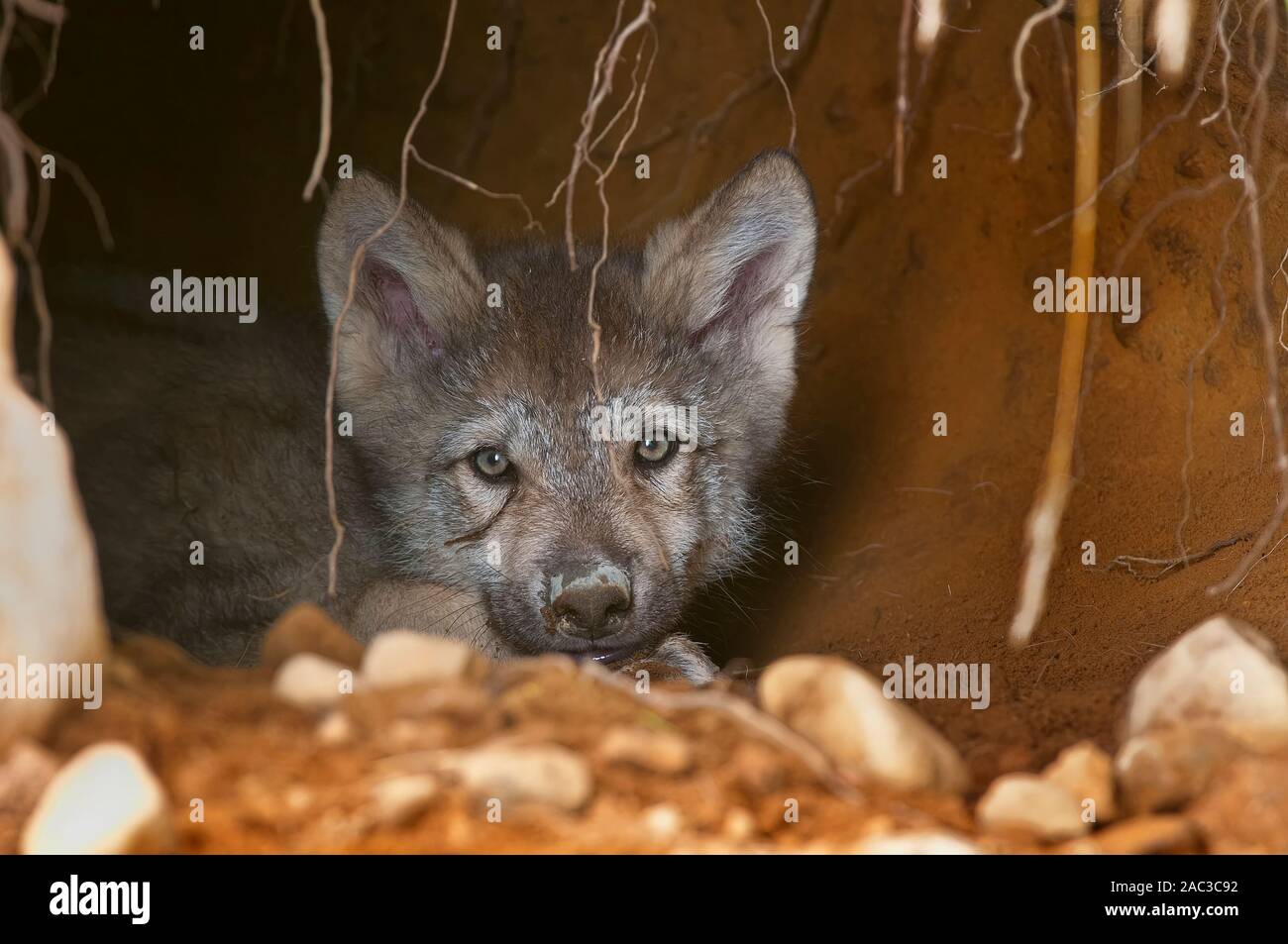 Wolf Pup at den entrance Stock Photo - Alamy