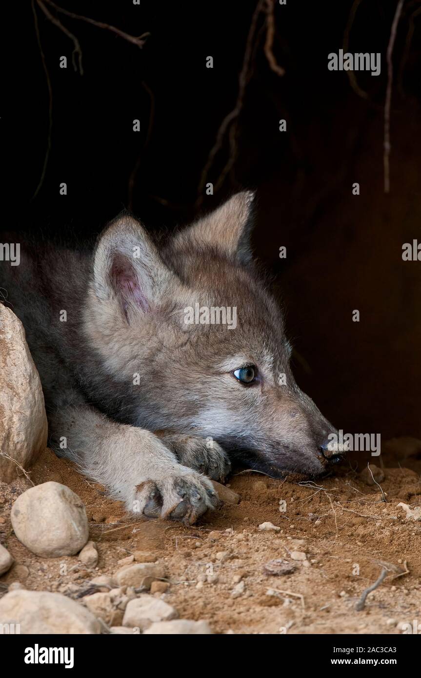Wolf Pup at den entrance Stock Photo - Alamy