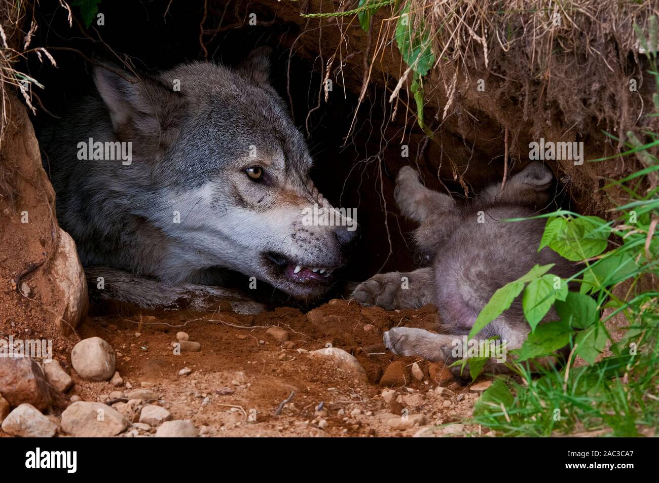 Adult wolf hi-res stock photography and images - Alamy
