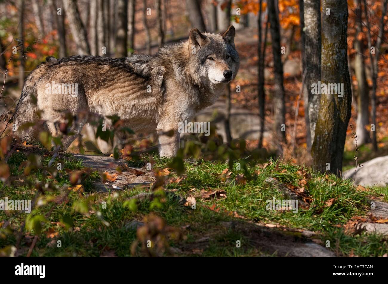 Wolf standing on rock hi-res stock photography and images - Alamy