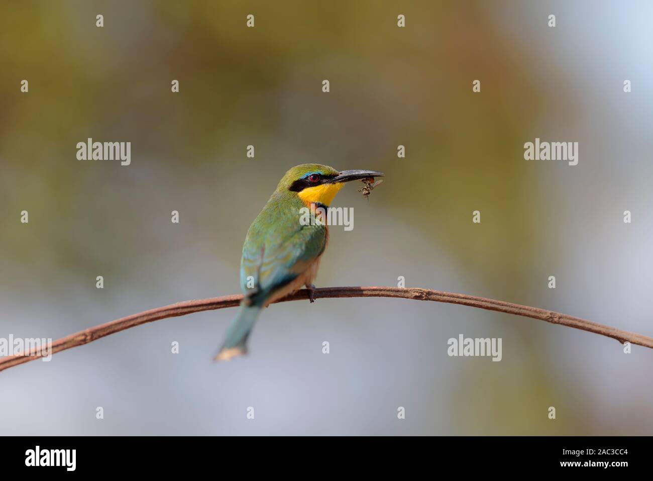 Bee eater close up portrait chick Stock Photo - Alamy