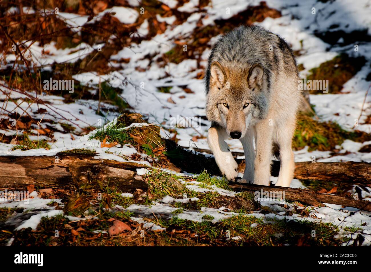 Timber Wolf walking along a trail Stock Photo - Alamy