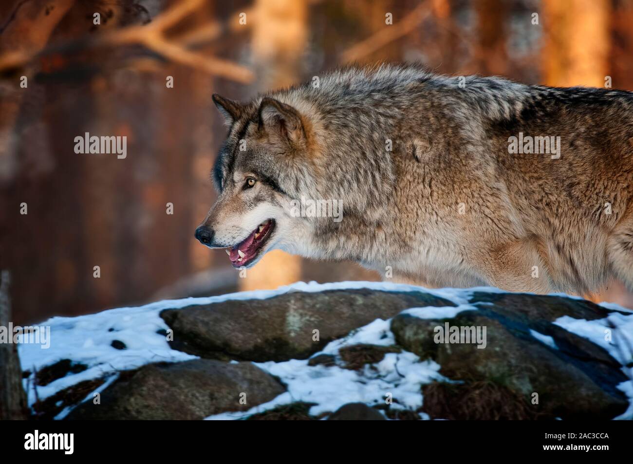 Eastern Grey Wolf behind a rock Stock Photo - Alamy