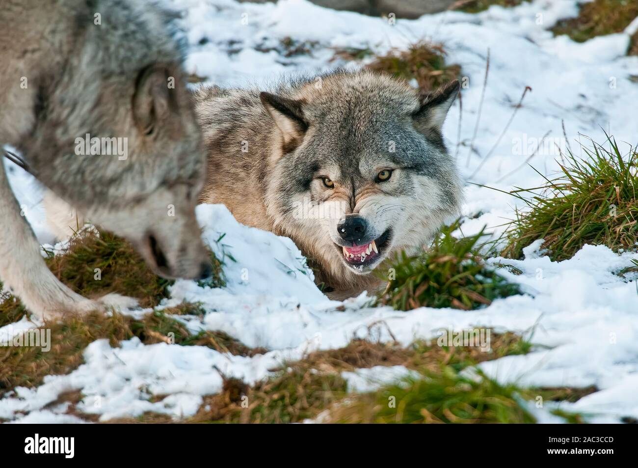 A timber wolf snarling hi-res stock photography and images - Alamy