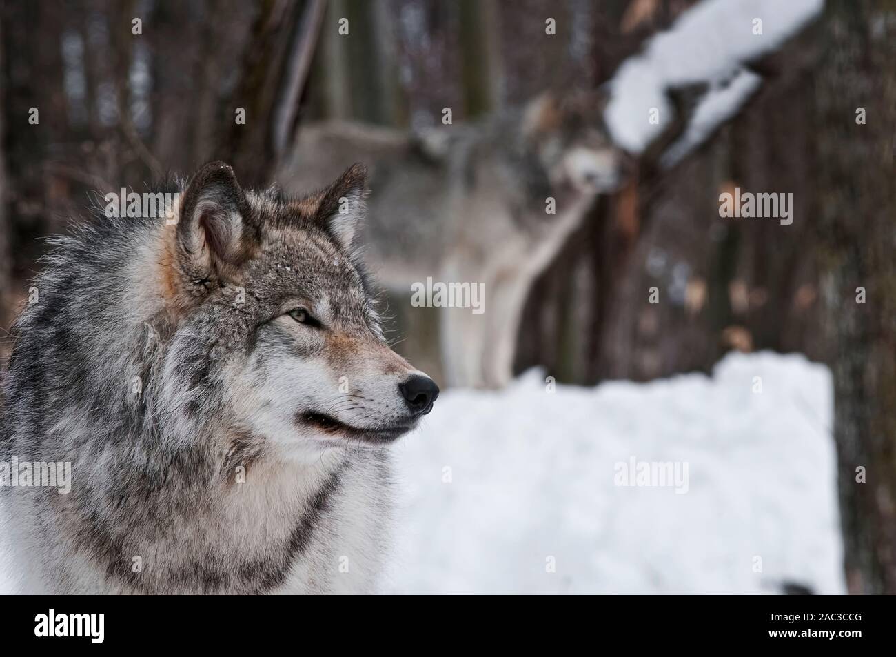 An eastern Gray Wolf in snow with another world in the background Stock ...