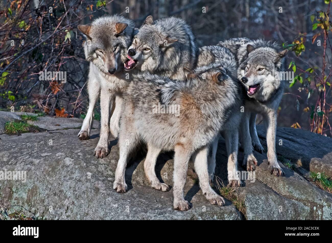 A pack of Gray wolves playing together Stock Photo - Alamy