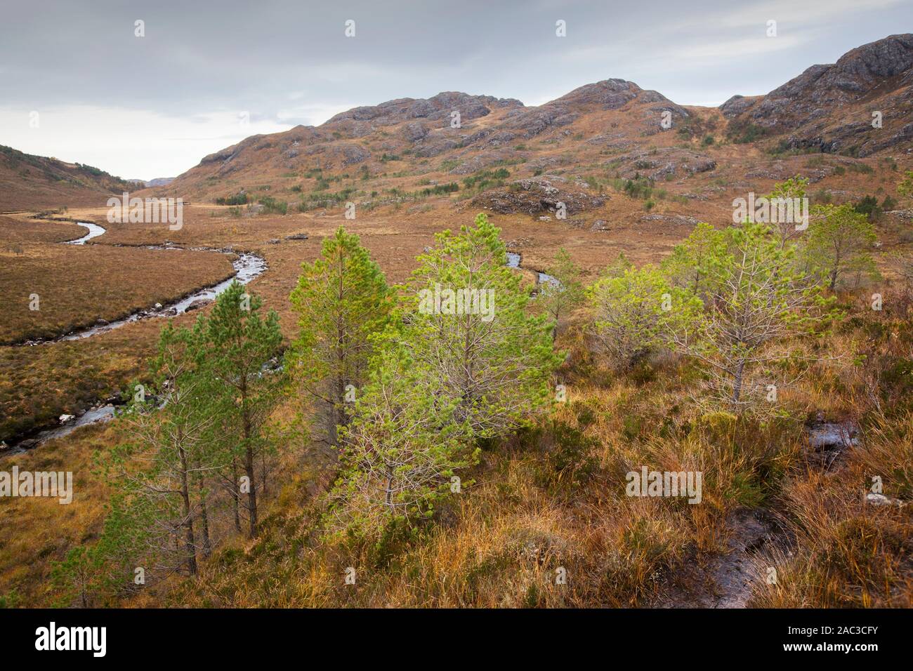 Rewilding scheme hi-res stock photography and images - Alamy