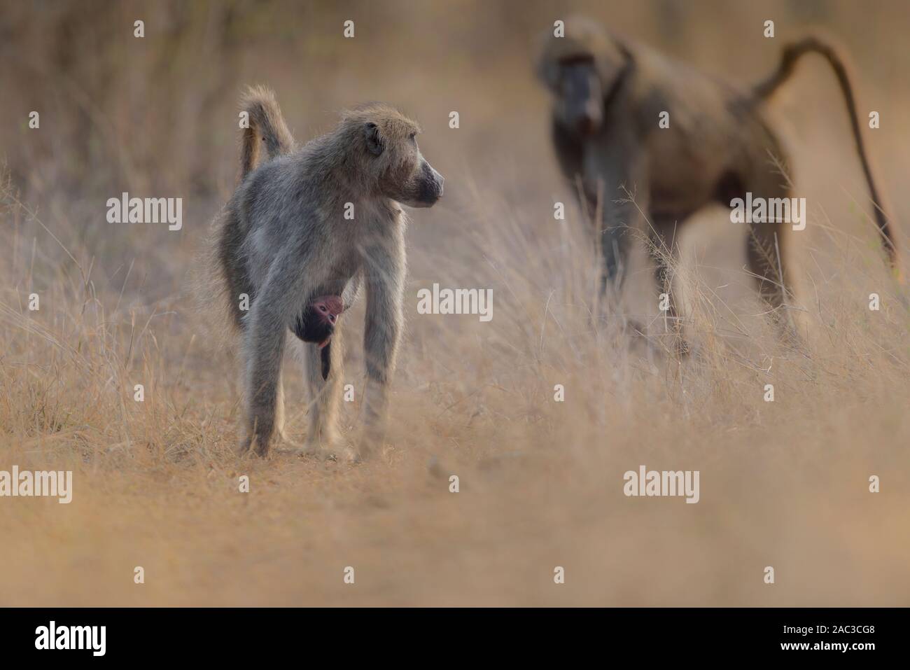 Baboon portrait, best baboon photos Stock Photo - Alamy