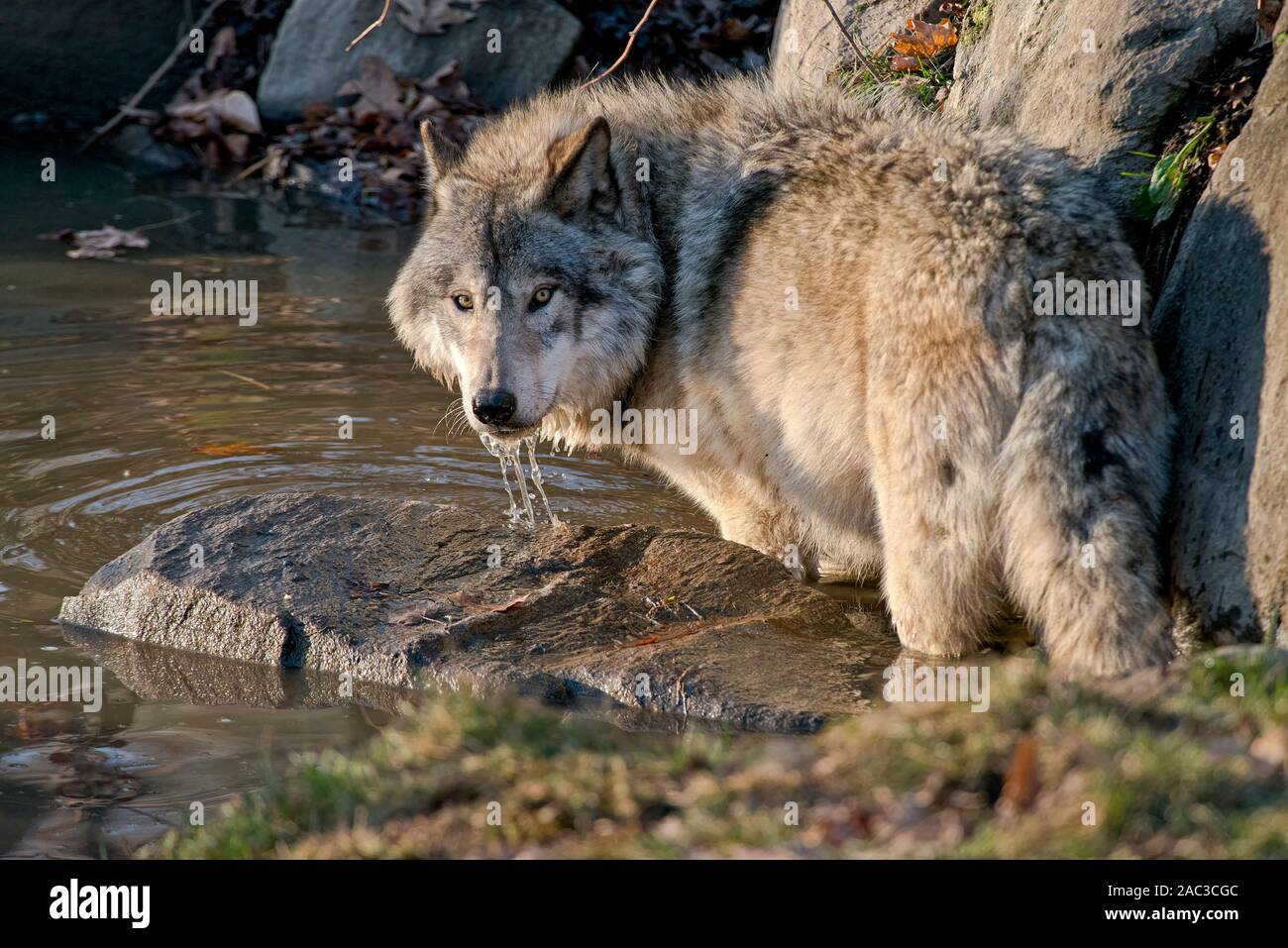 Grey Wolf Drinking from a pond Stock Photo - Alamy