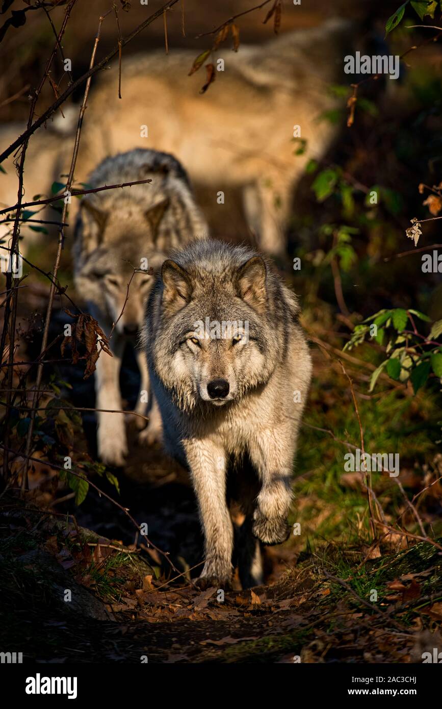 Gray Wolves walking along a trail Stock Photo - Alamy