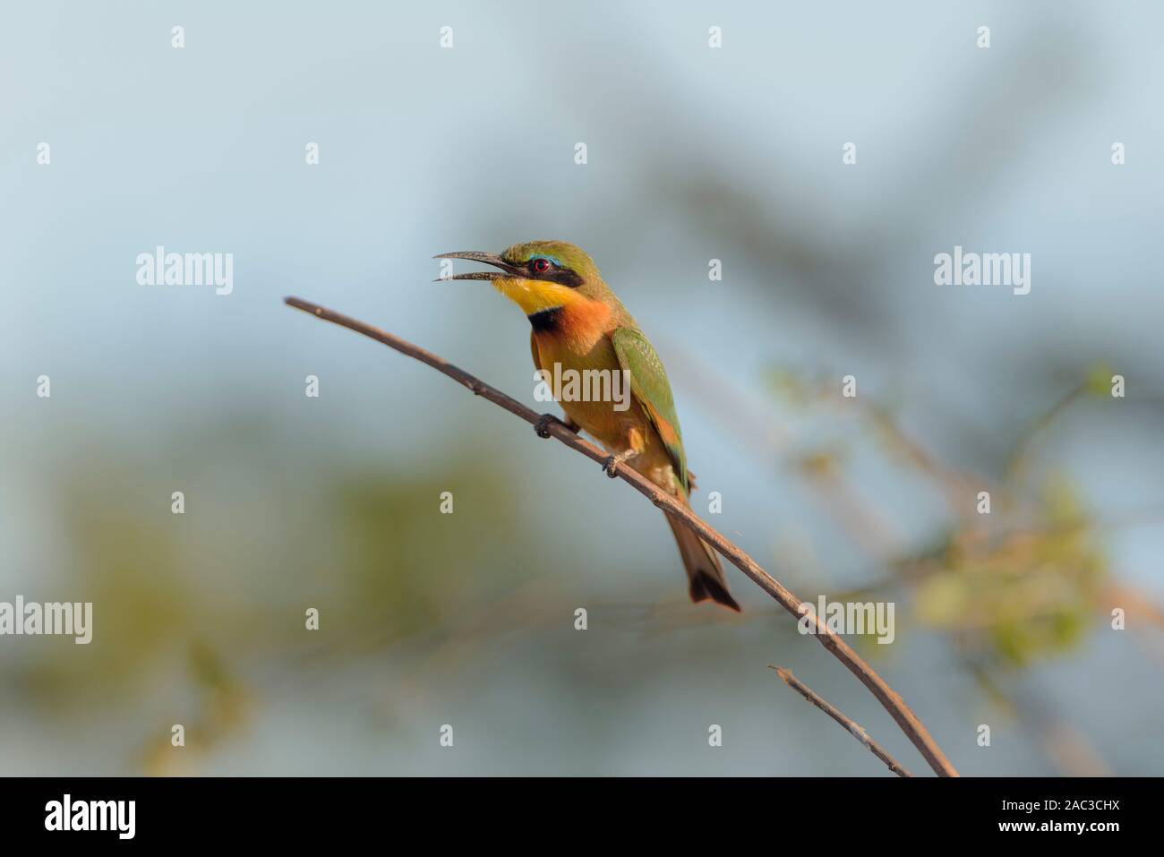 Bee eater close up portrait chick Stock Photo - Alamy
