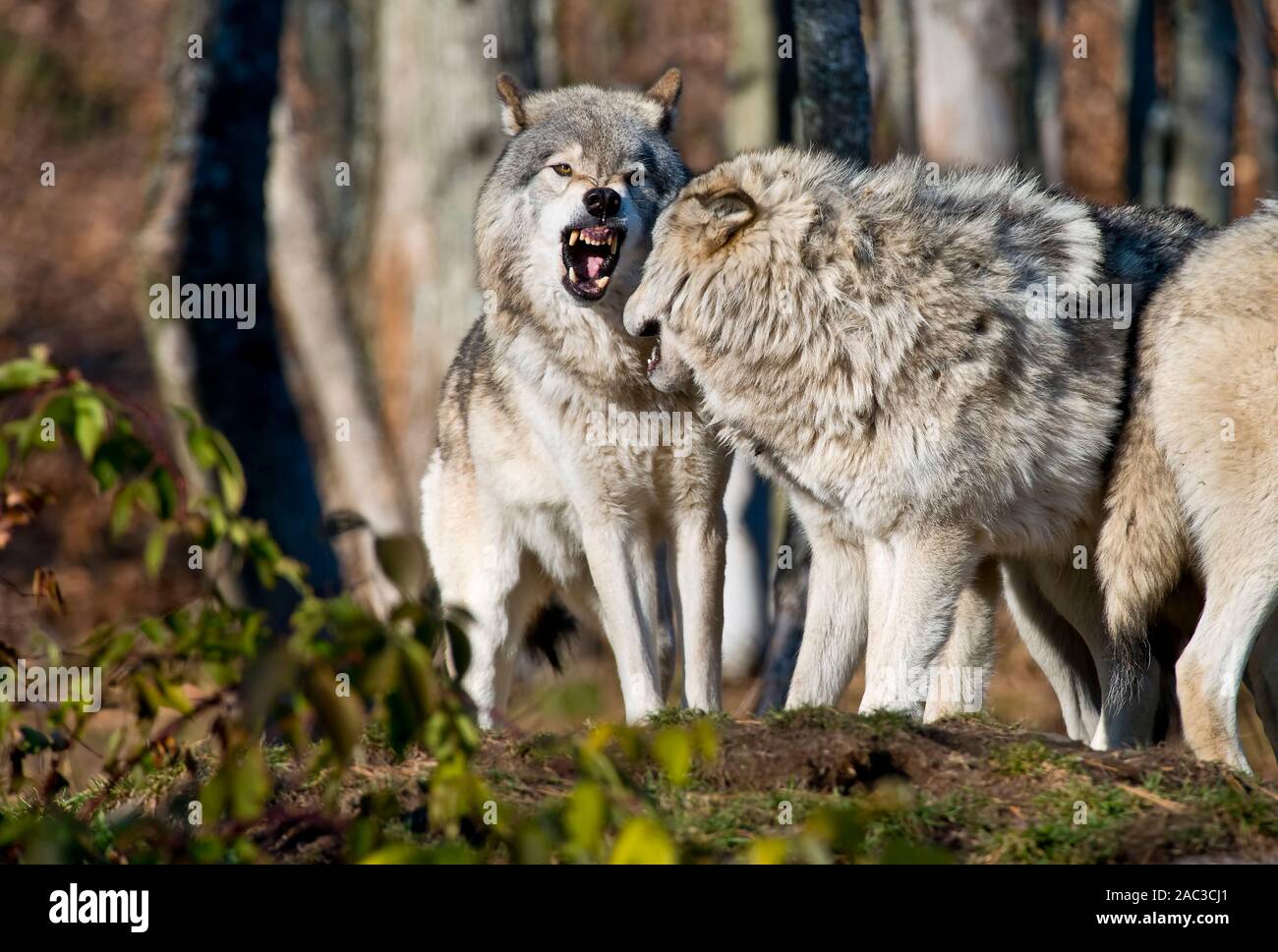 Grey wolf snarling hi-res stock photography and images - Alamy
