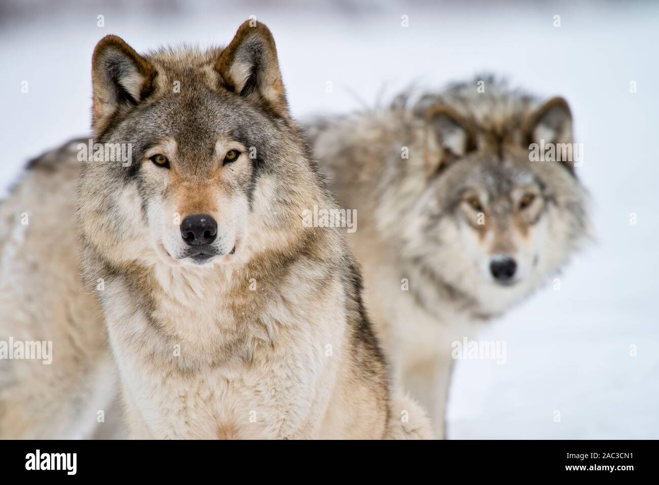 Wolves in snow hi-res stock photography and images - Alamy