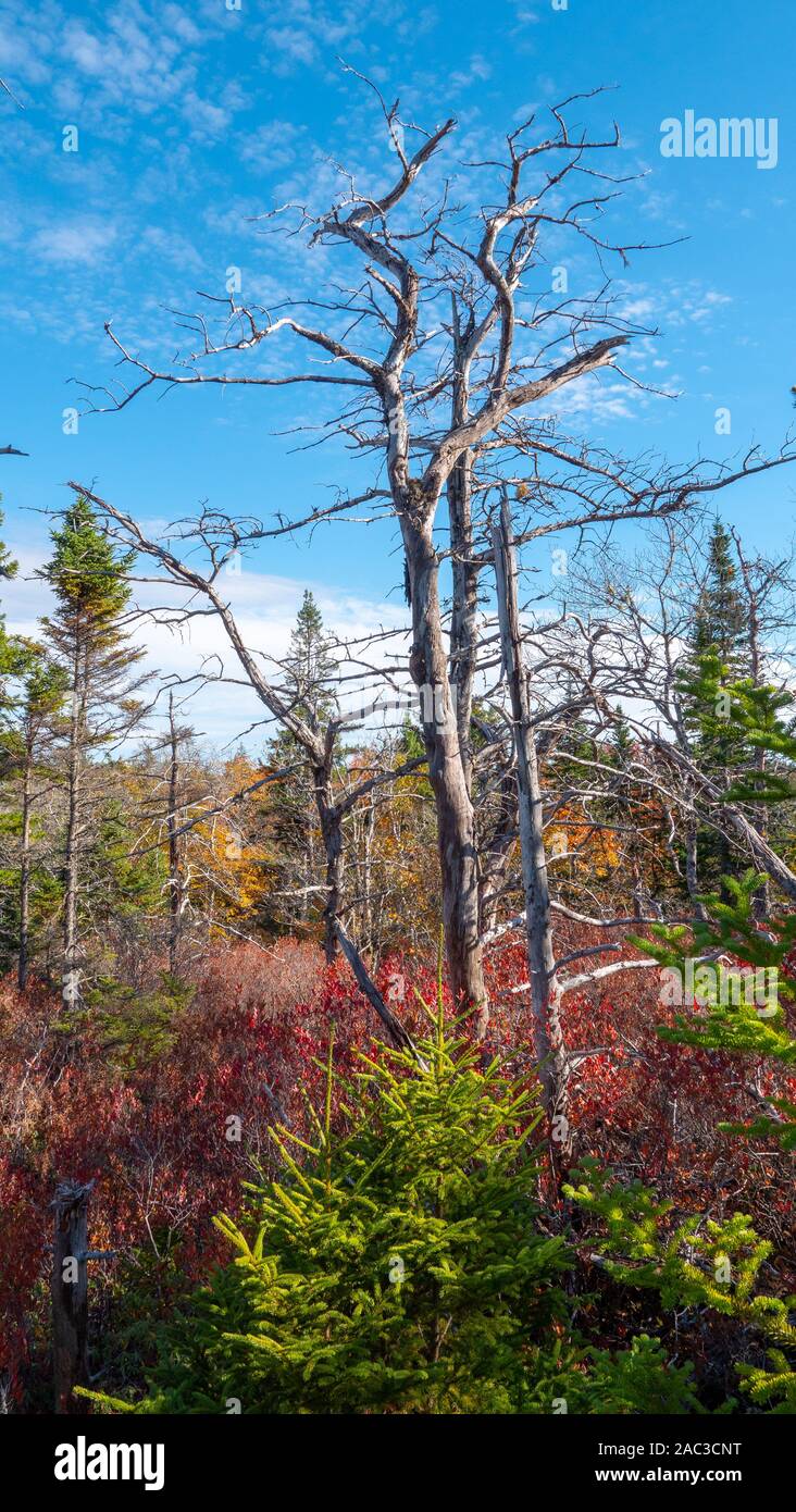 Dead softwood forest tree hi-res stock photography and images - Alamy