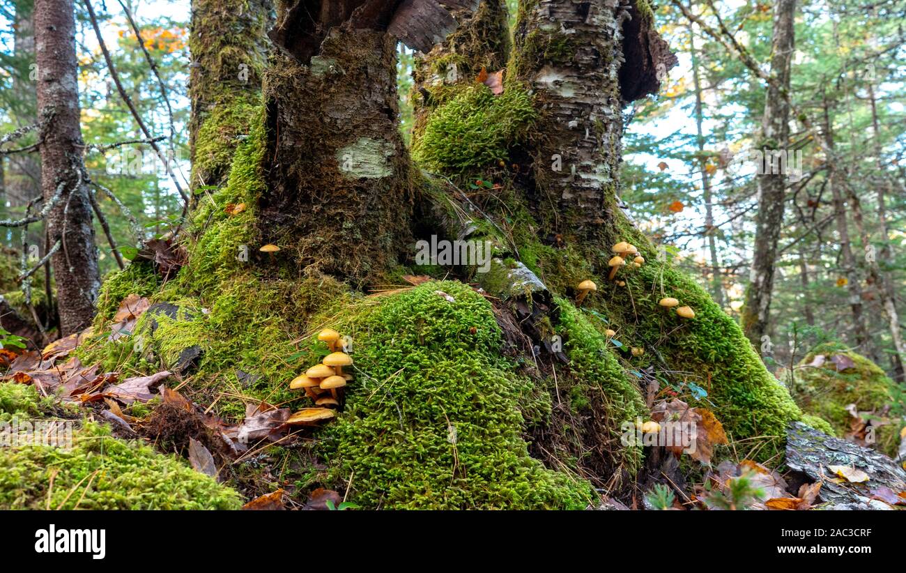 Mushrooms growing in the huge root of a tree - beautiful north-american ...