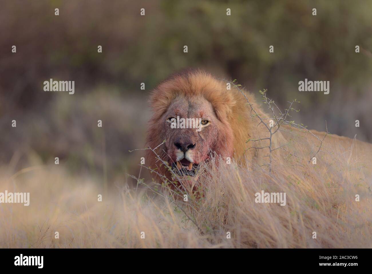 Red Mane Lion