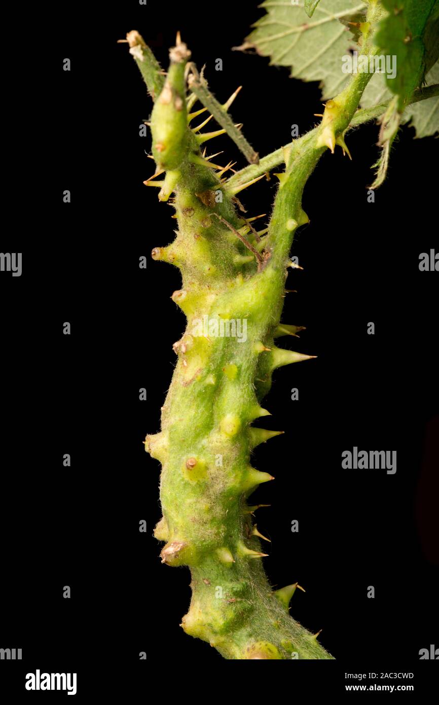 A living bramble stem gall caused by the gall wasp Diastrophus rubi ...