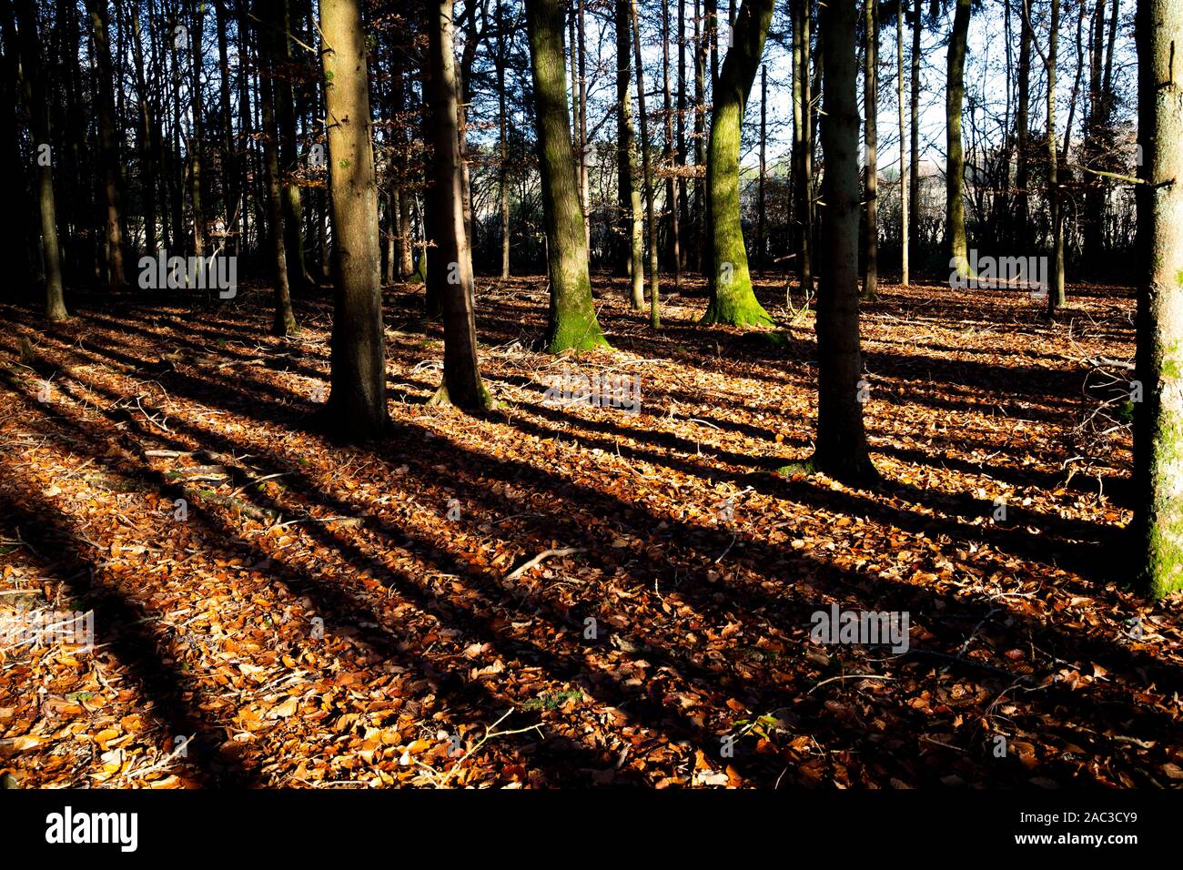 Autumn woodland scene with late afternoon sun casting long shadows on ...