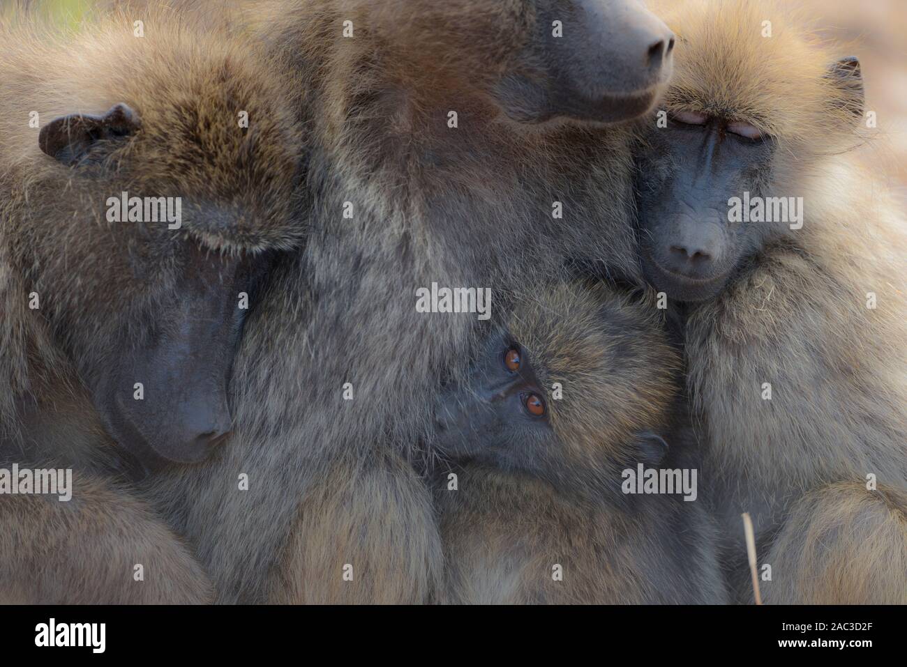 Baboon portrait, best baboon photos Stock Photo - Alamy