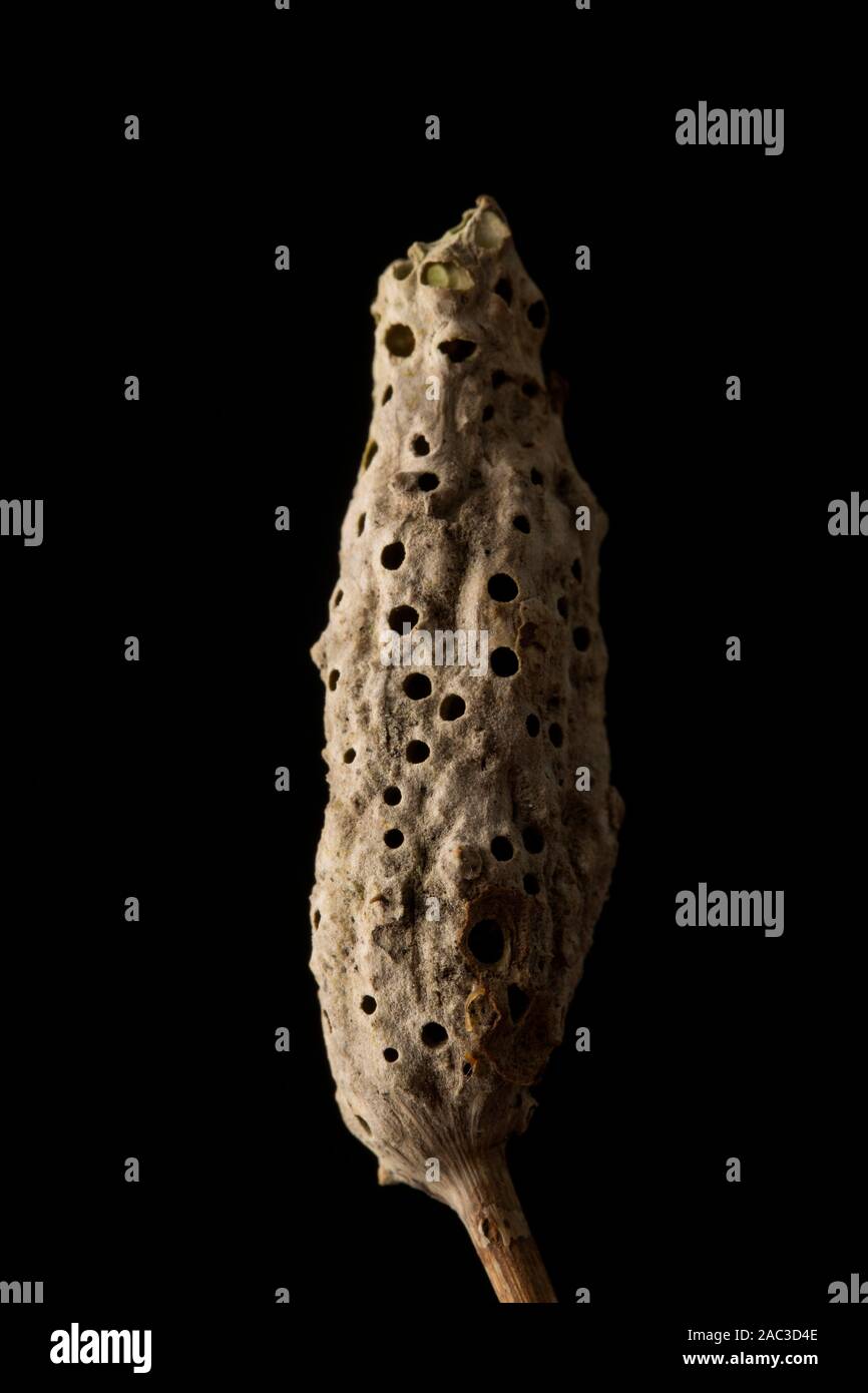 A dead bramble stem gall caused by the gall wasp Diastrophus rubi, that ...