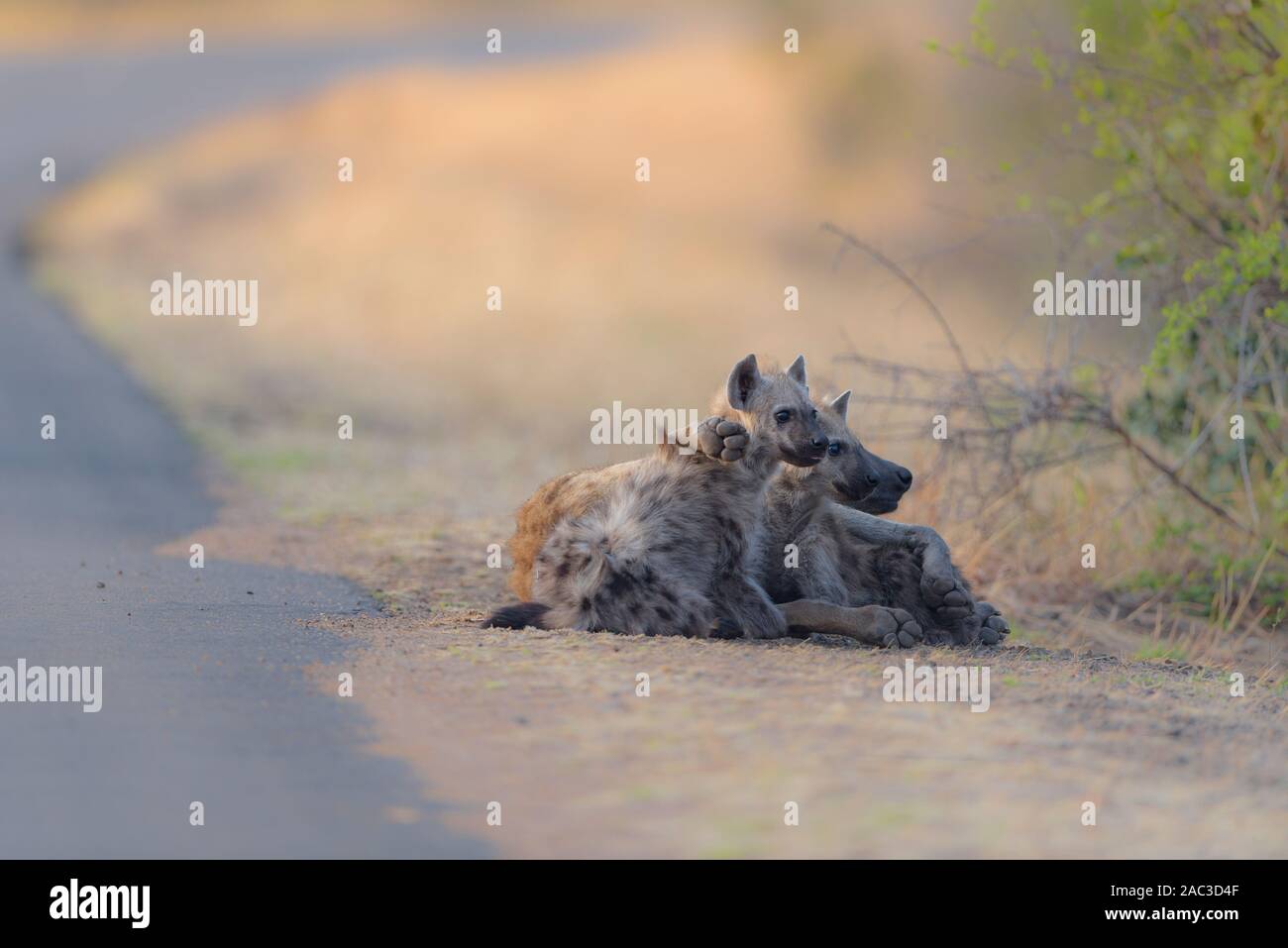 Hyena portrait in wilderness, hyena cub, best hyena Stock Photo - Alamy