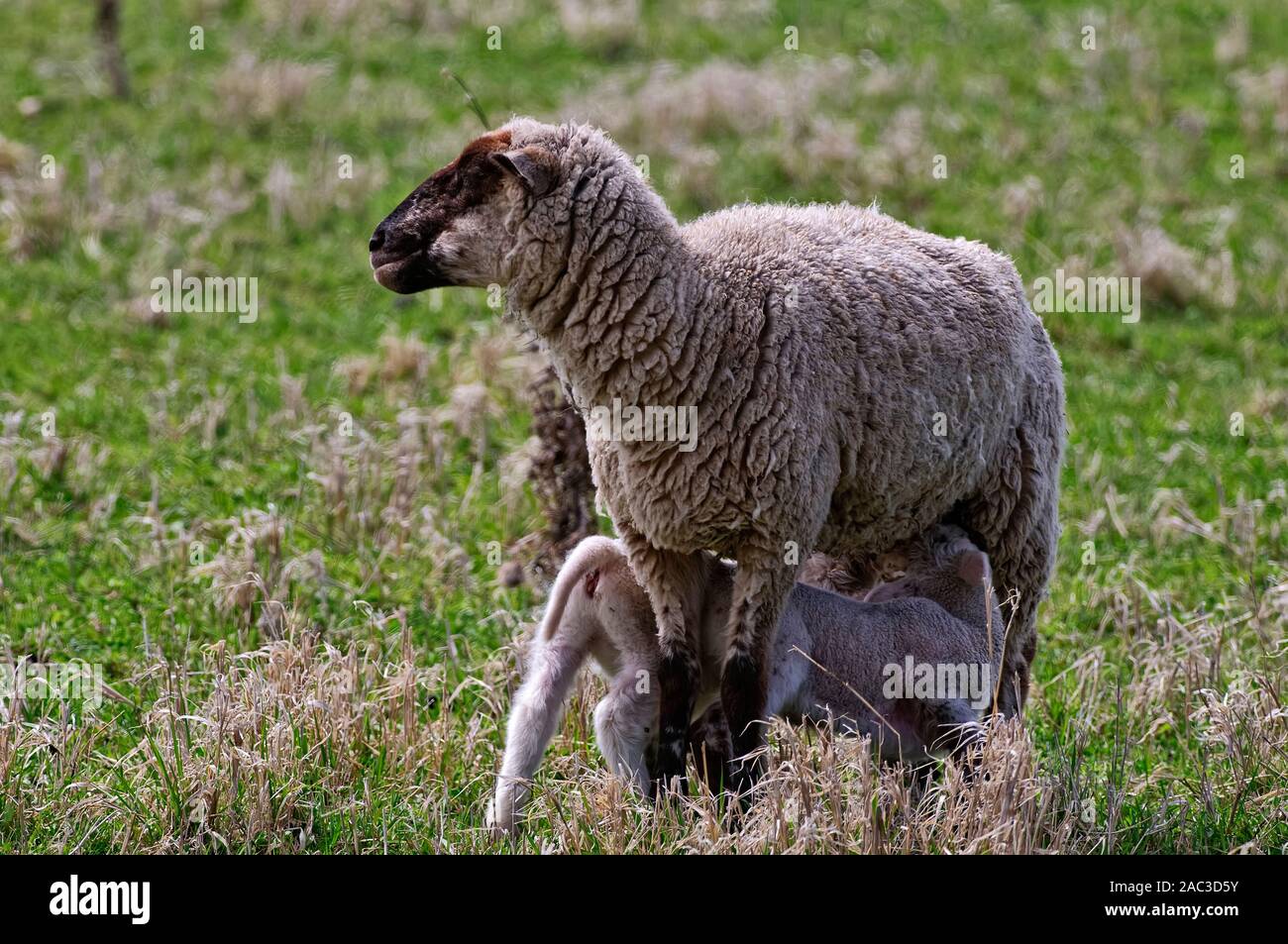 Lamb and mother in brown grass Stock Photo - Alamy
