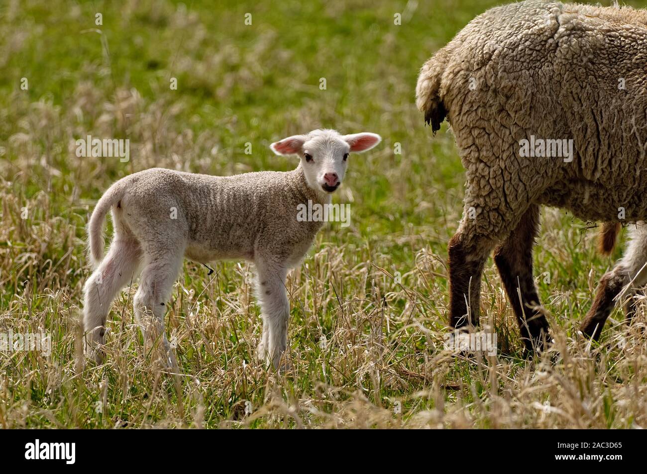 Lamb and mother in brown grass Stock Photo - Alamy