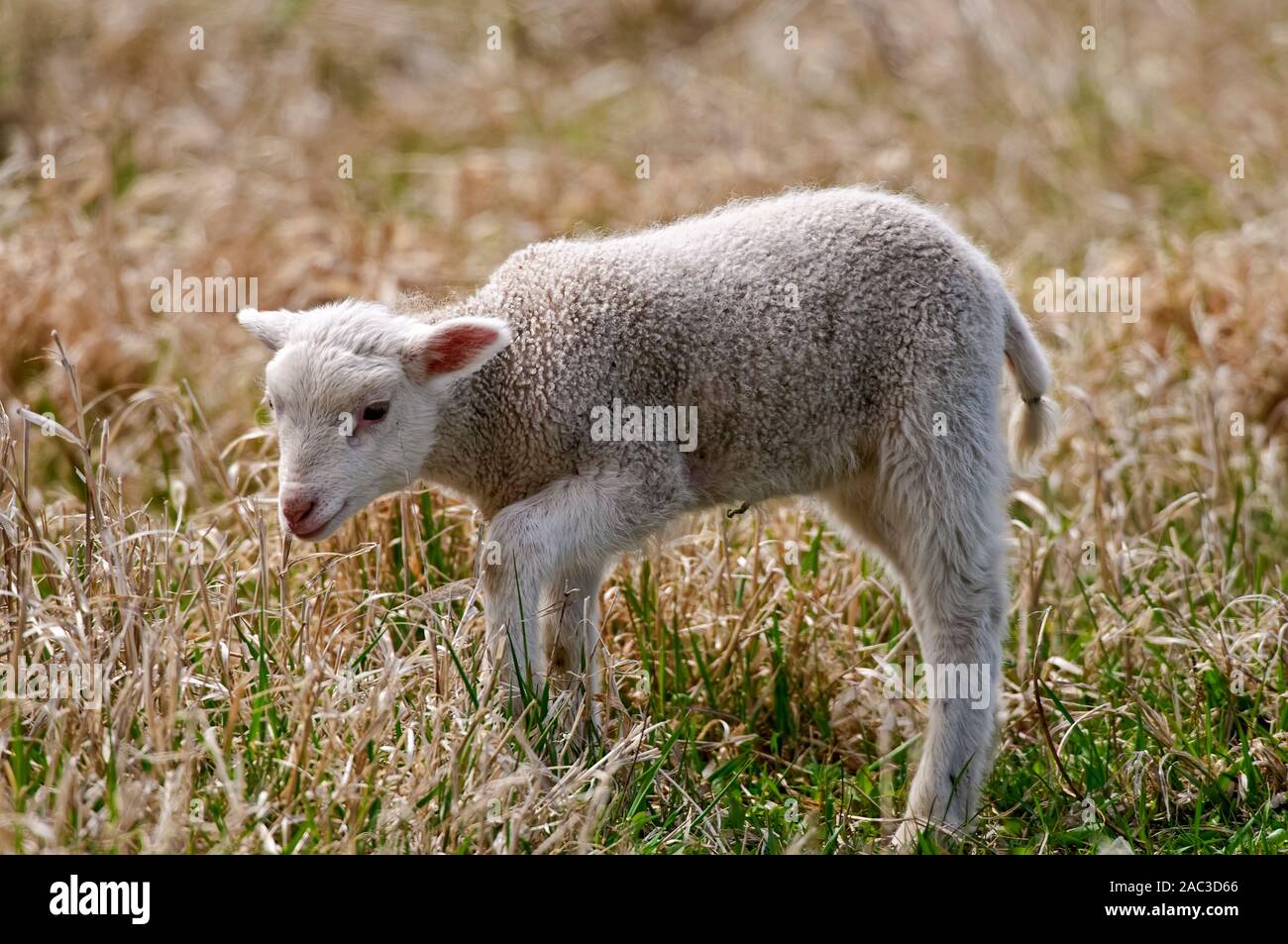 Small lamb in brown grass Stock Photo - Alamy