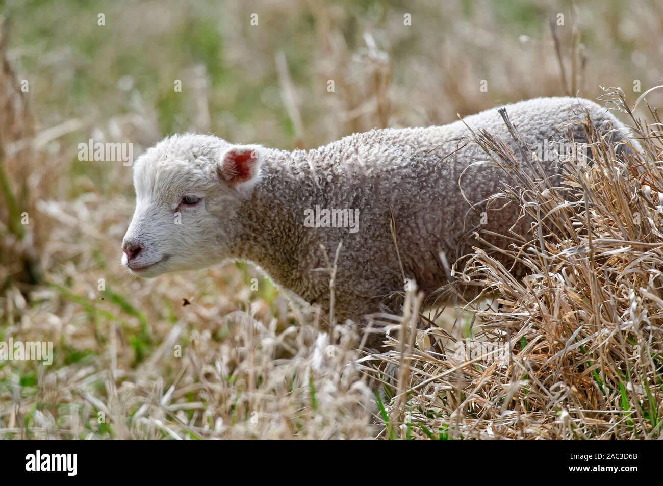 Small lamb in brown grass Stock Photo - Alamy