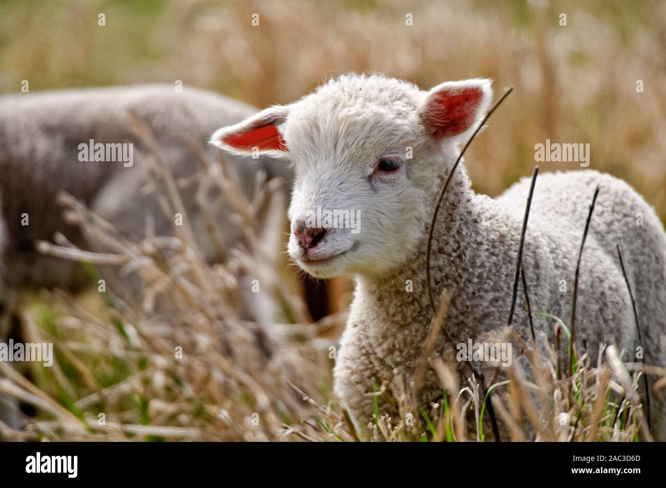 Lamb photographs hi-res stock photography and images - Alamy