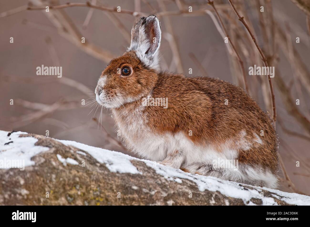 Pictures hare hi-res stock photography and images - Alamy