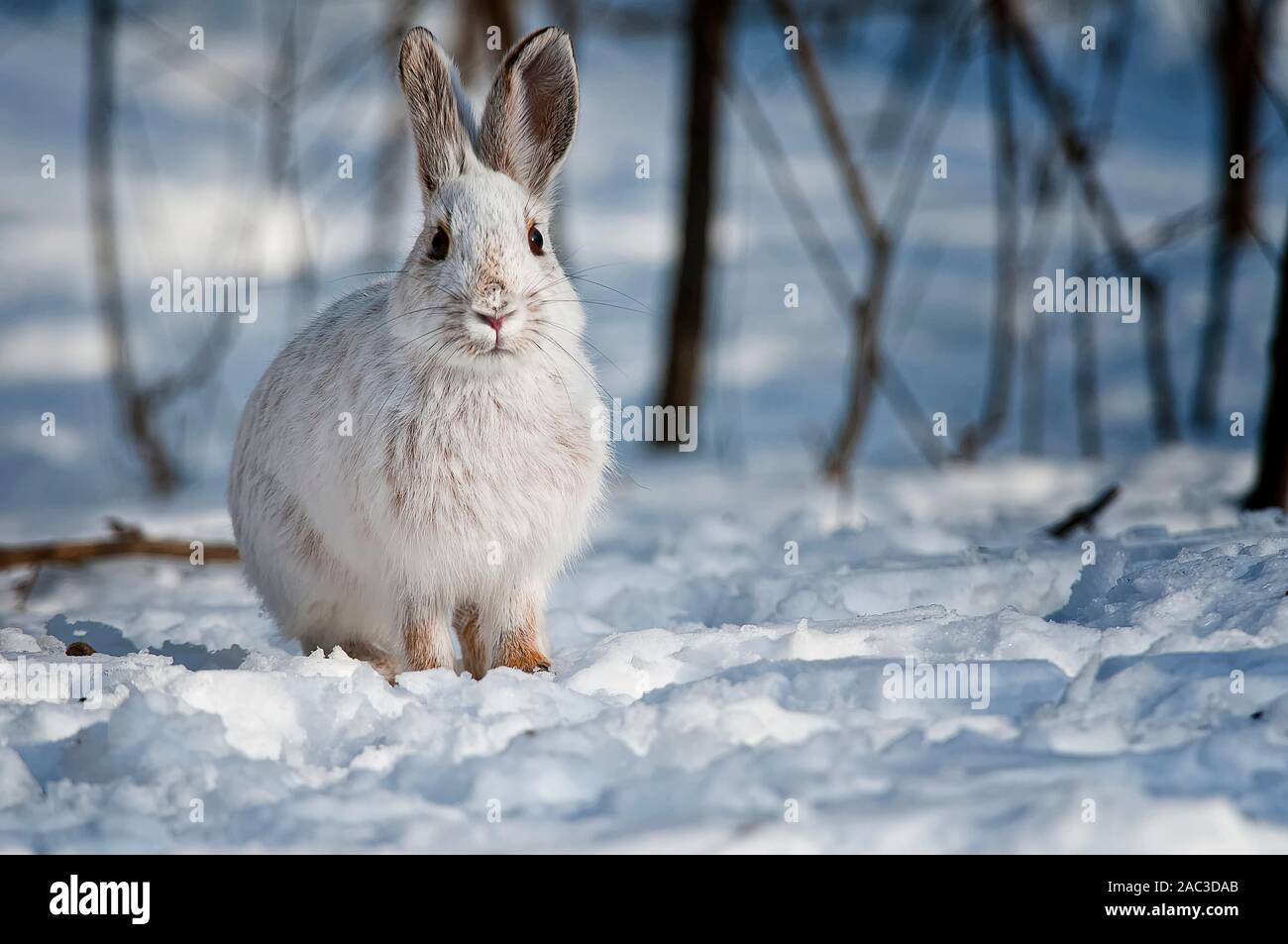 Pictures hare hi-res stock photography and images - Alamy
