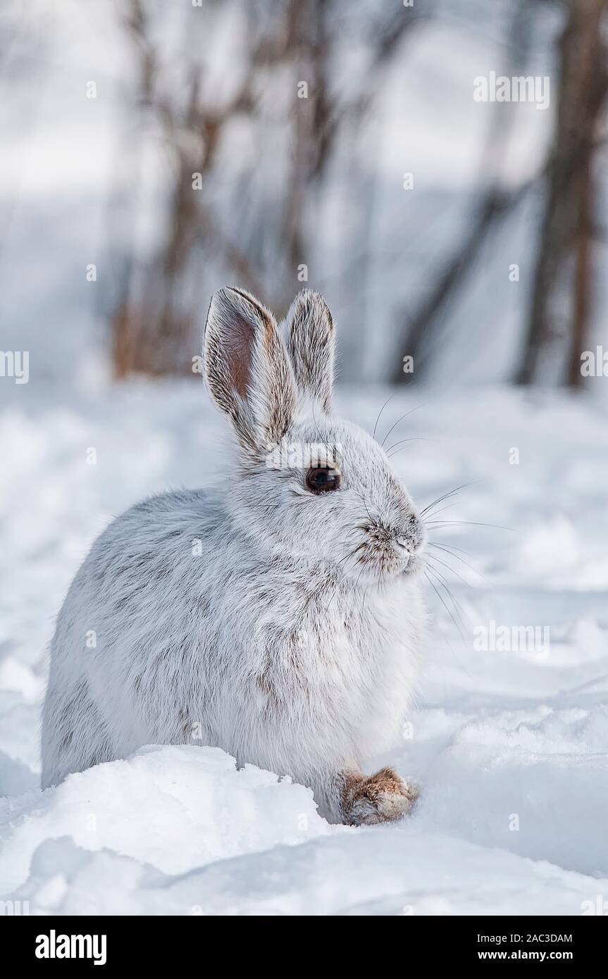Snowshoe Rabbit In The Taiga