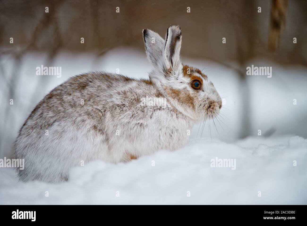 Hare On Snow High Resolution Stock Photography and Images - Alamy
