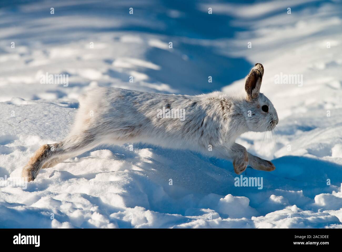 Snowshoe hare pic hi-res stock photography and images - Alamy