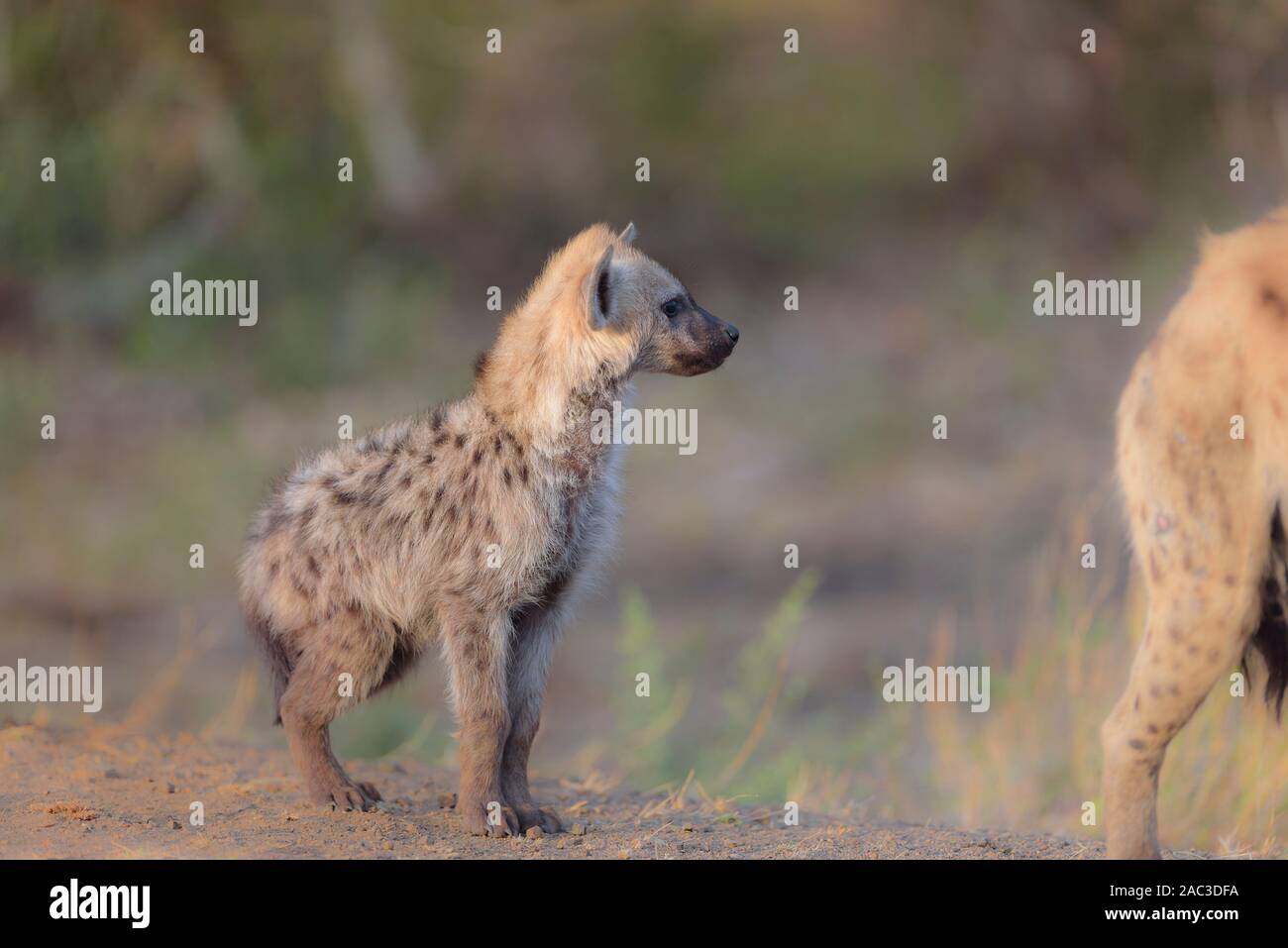 Hyena portrait in wilderness, hyena cub, best hyena Stock Photo - Alamy