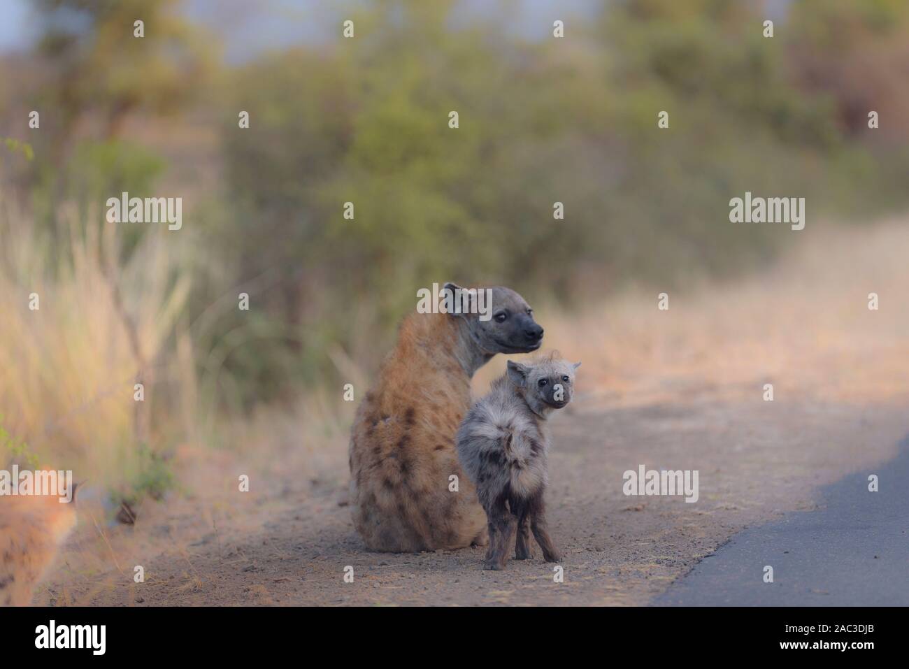 Hyena portrait in wilderness, hyena cub, best hyena Stock Photo - Alamy