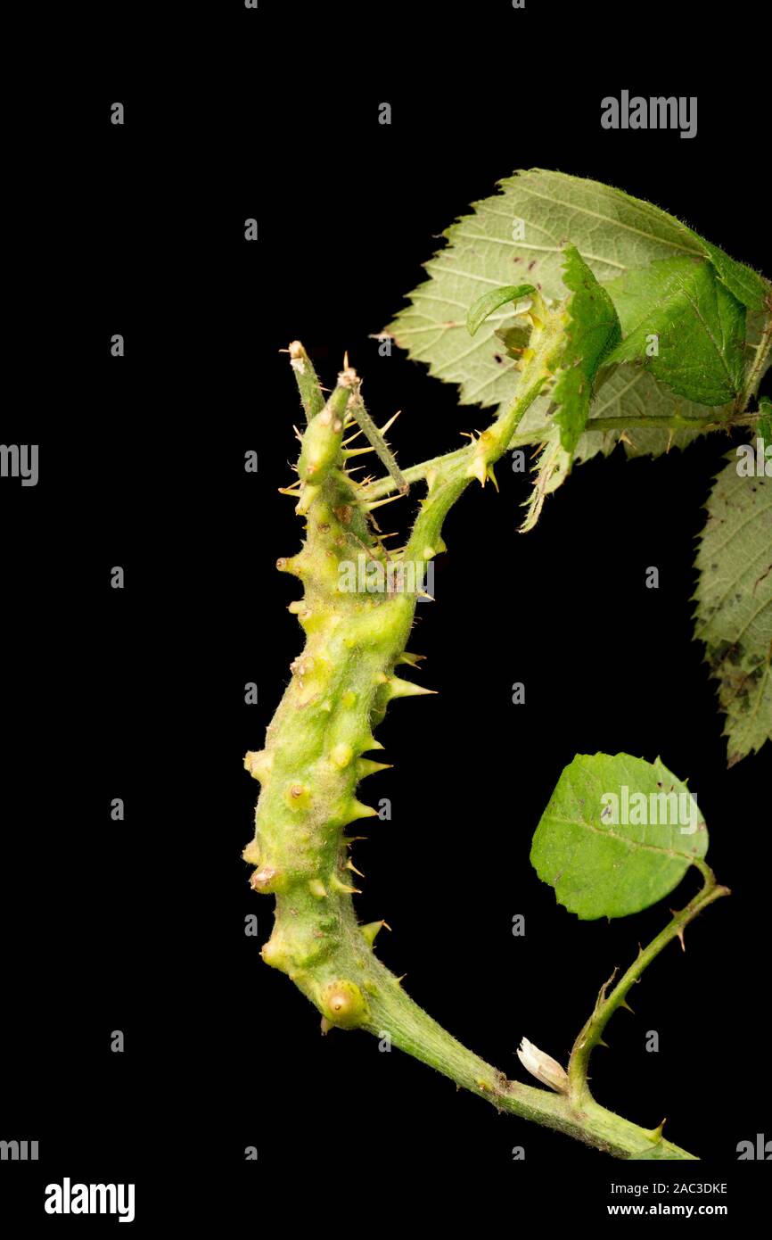 Bramble stem gall hi-res stock photography and images - Alamy