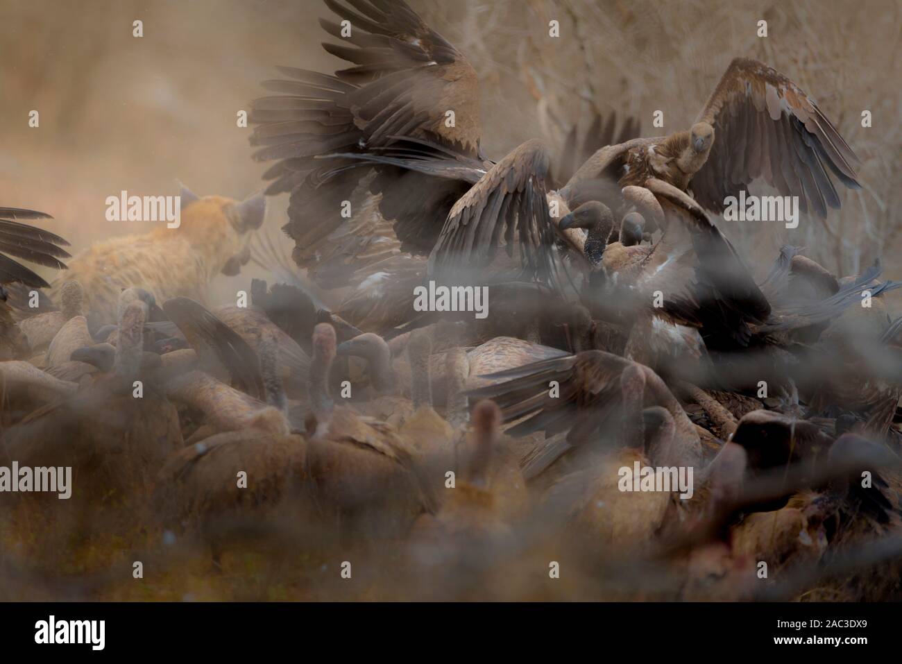 African vulture scavenging Stock Photo - Alamy
