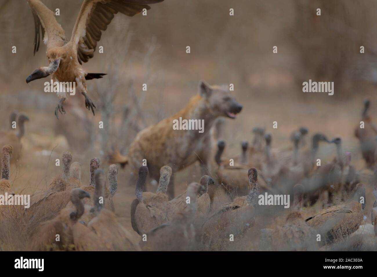 African vulture scavenging Stock Photo - Alamy