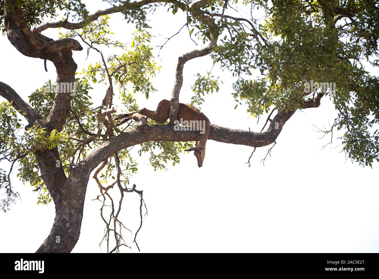 impala carcass on a tree Stock Photo - Alamy