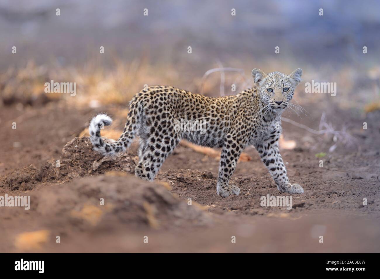 Cutest baby leopard hi-res stock photography and images - Alamy