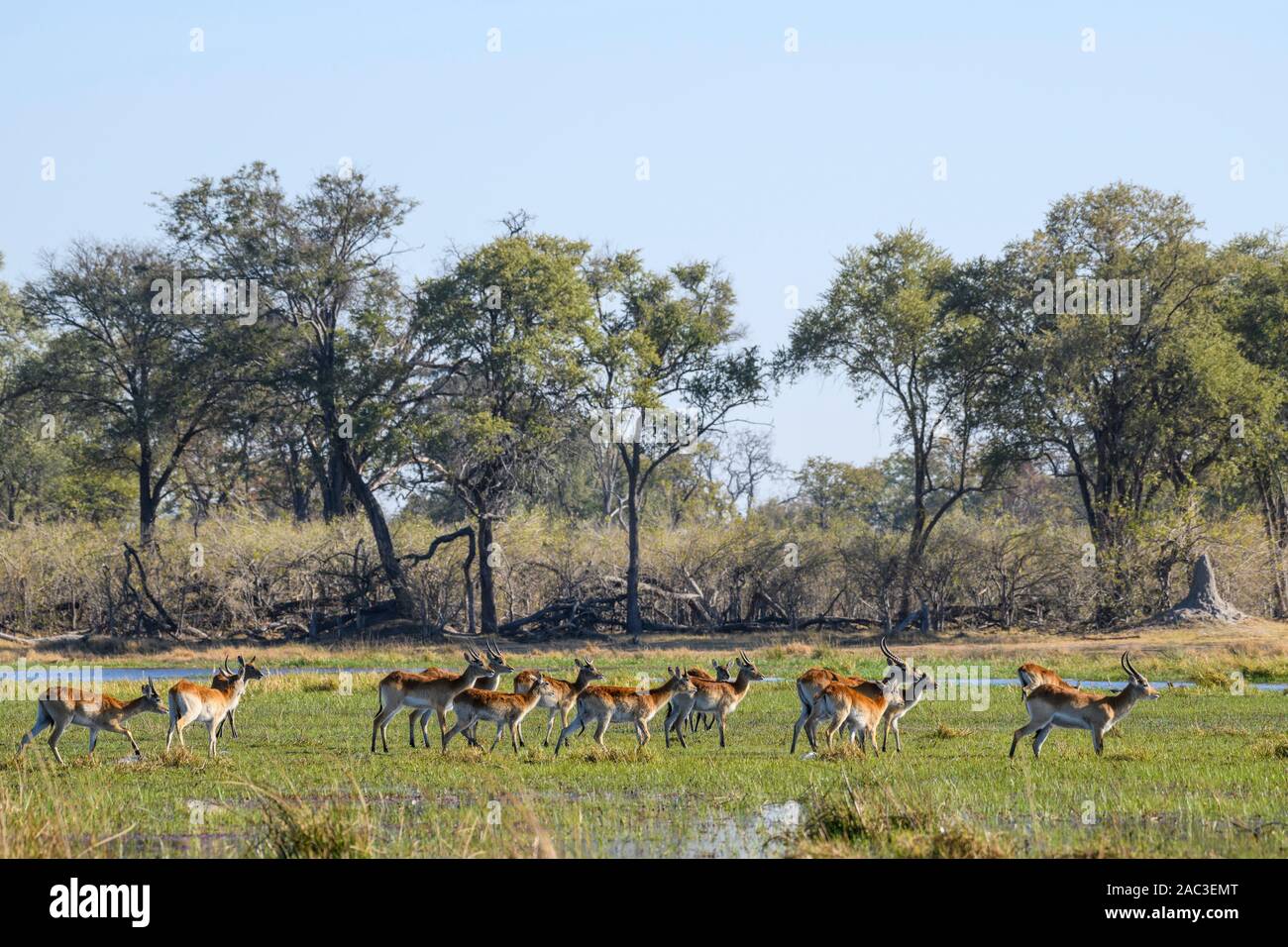 Red Lechwe, Kobus leche, Khwai Private Reserve, Okavango Delta ...