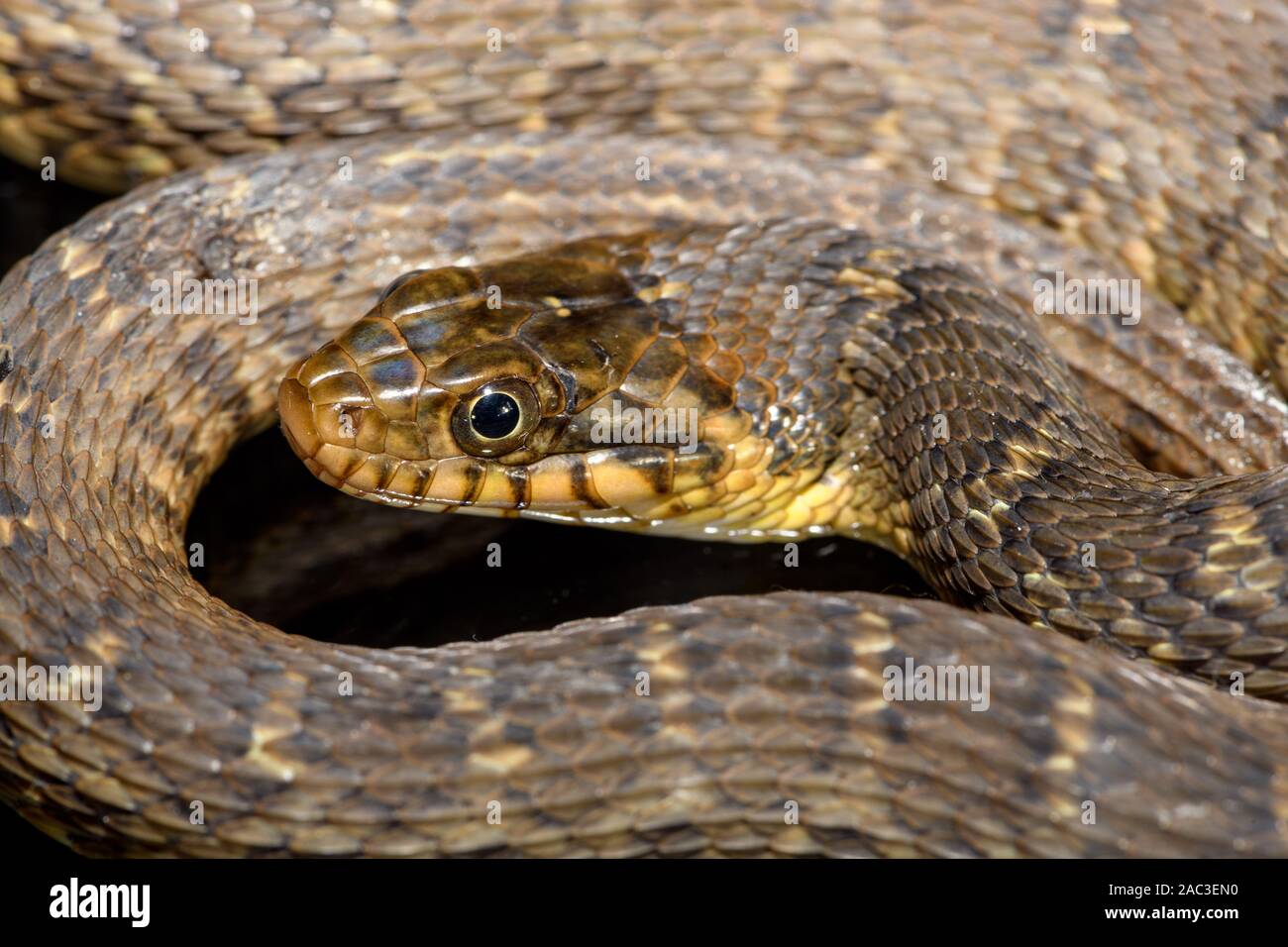 Watersnake hi-res stock photography and images - Alamy