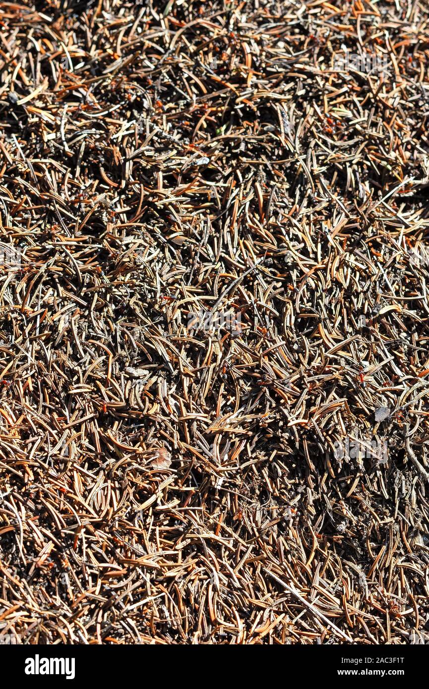 movement of ants in an anthill in an alpine forest Stock Photo - Alamy