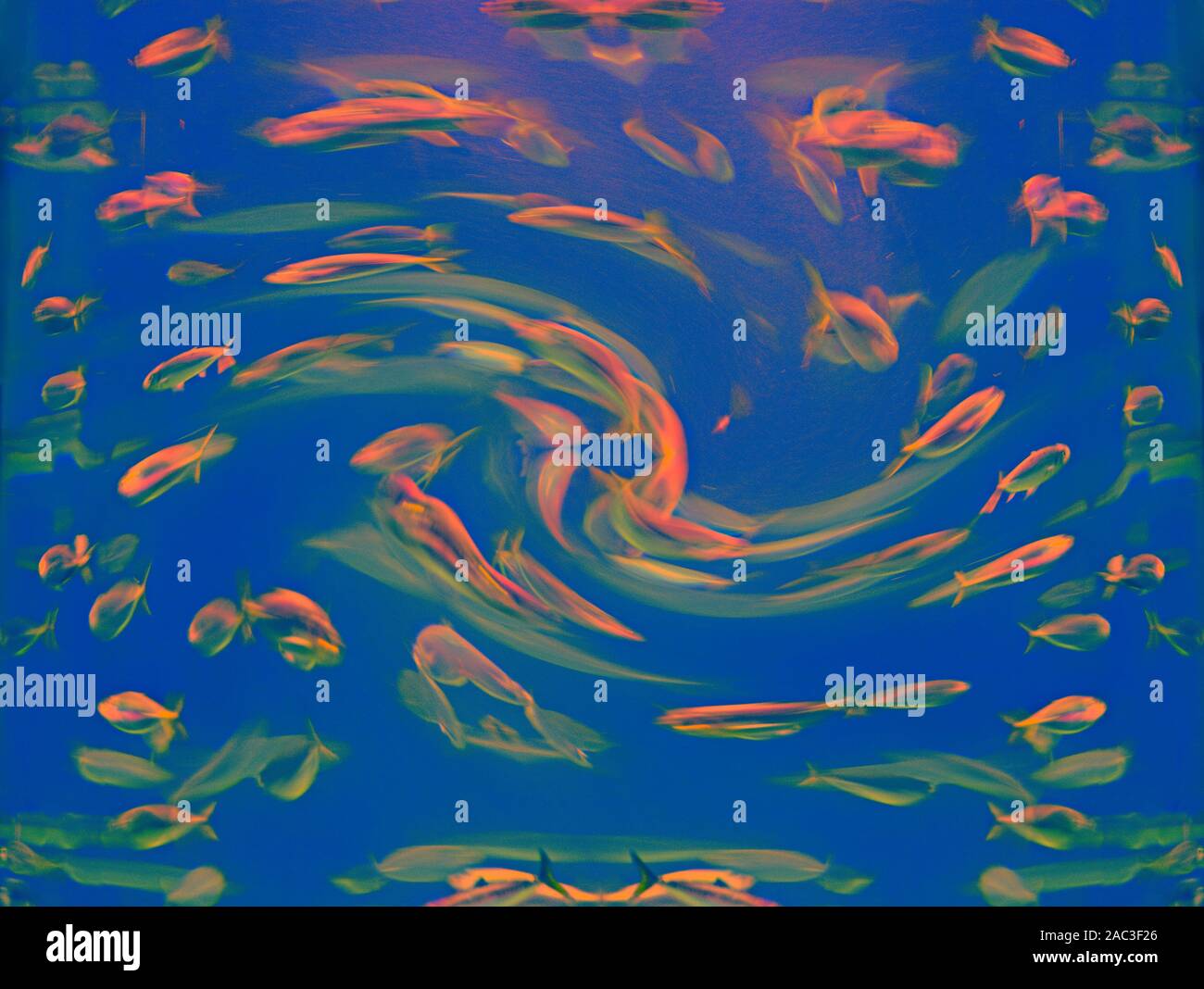 Abstract composition of fish in an aquarium tank Stock Photo - Alamy