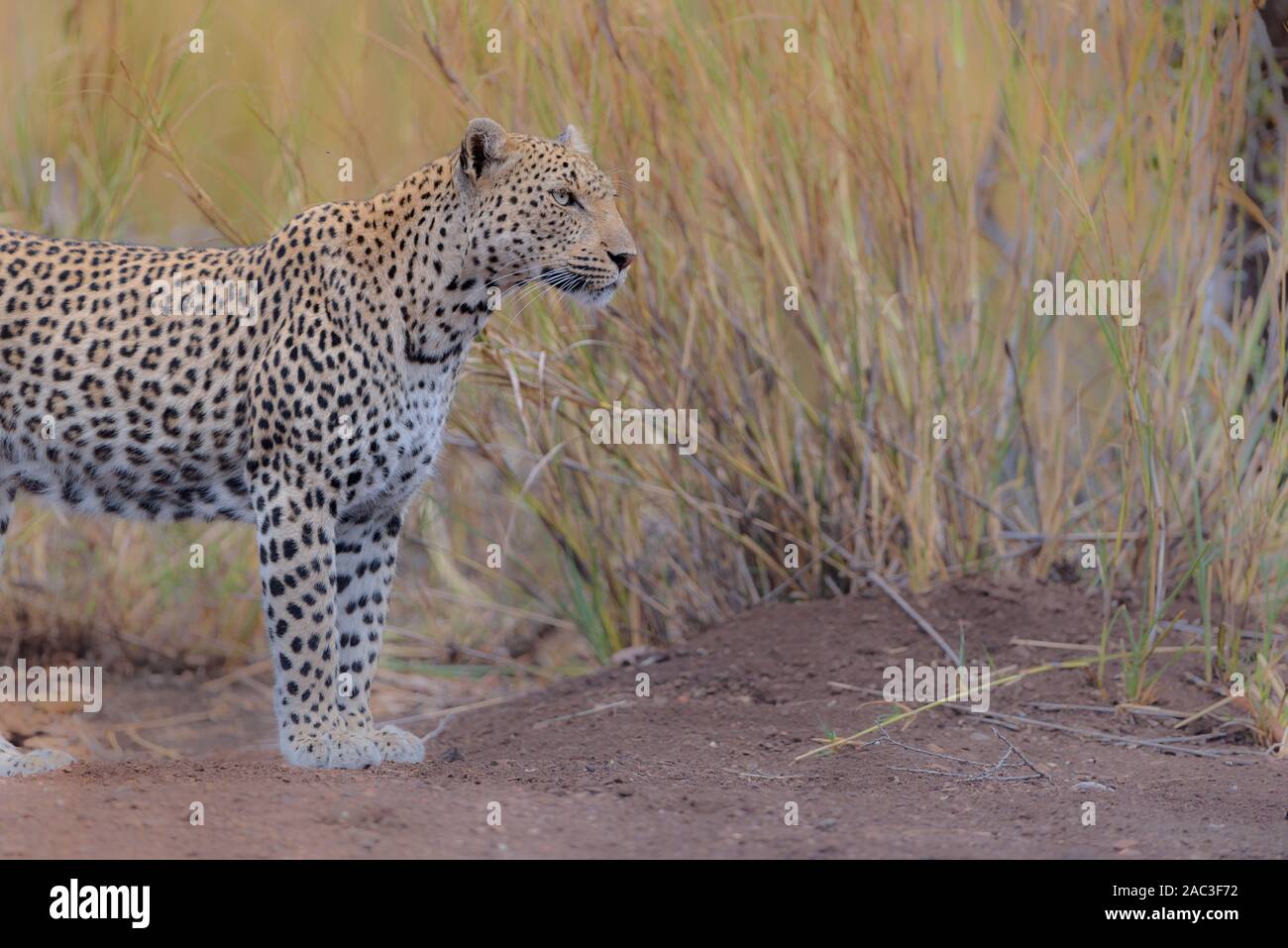 Leopard portrait African leopard Stock Photo - Alamy