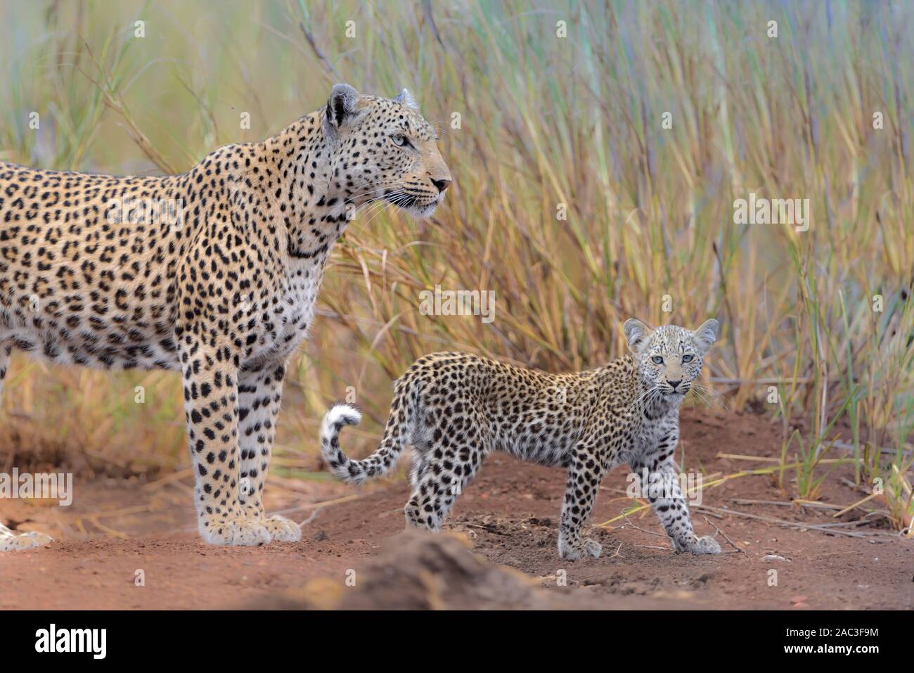 Baby leopard portrait with blue eyes Stock Photo - Alamy