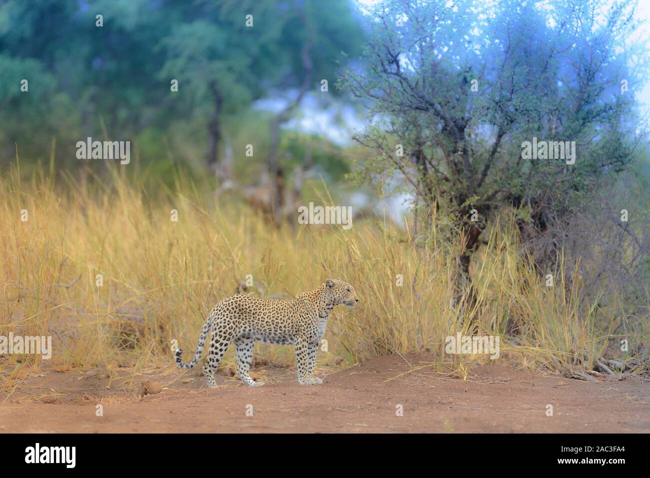 Leopard portrait African leopard Stock Photo - Alamy