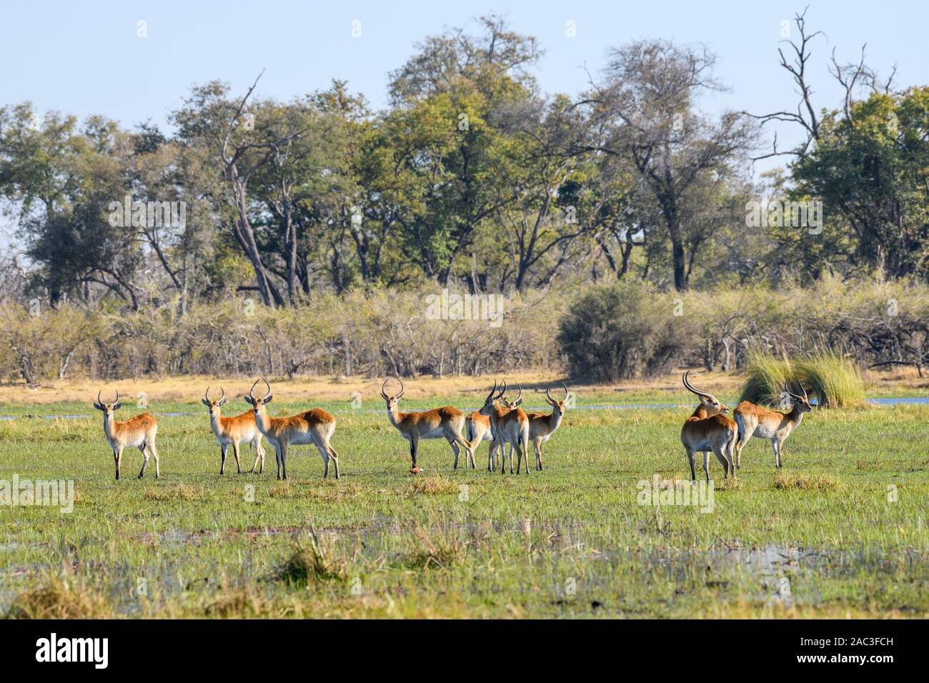 The lechwe southern kobus leche antelope botswana hi-res stock ...